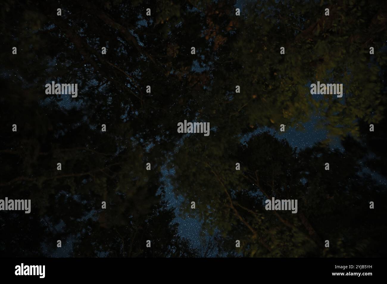 Starry Night Sky Through Forest Canopy Stock Photo - Alamy