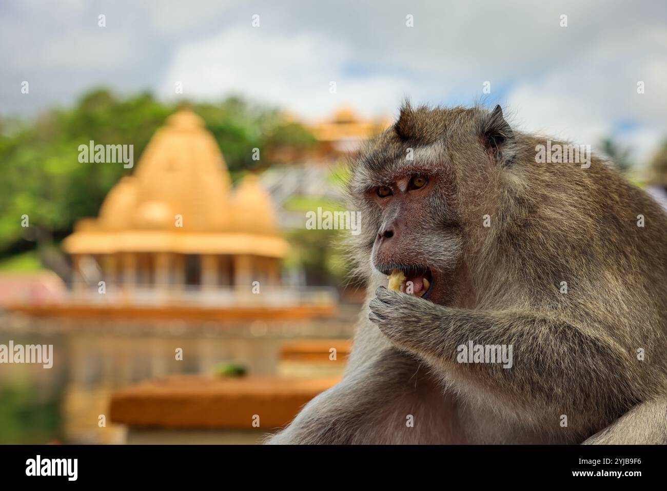 A monkey in the Mauritius temple sits on a ledge, eating something ...