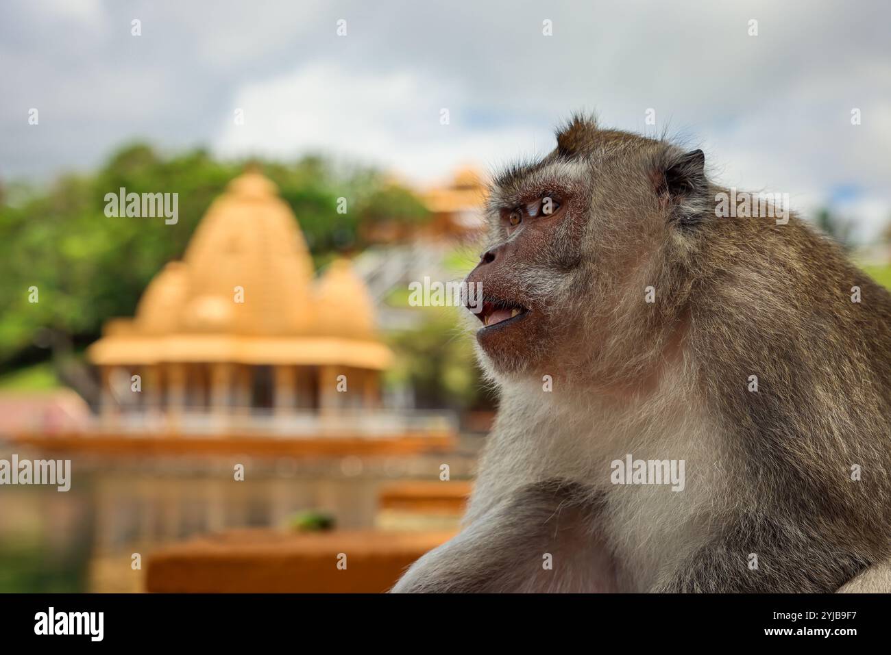 A detailed view of a monkey standing near a building in the Mauritius ...