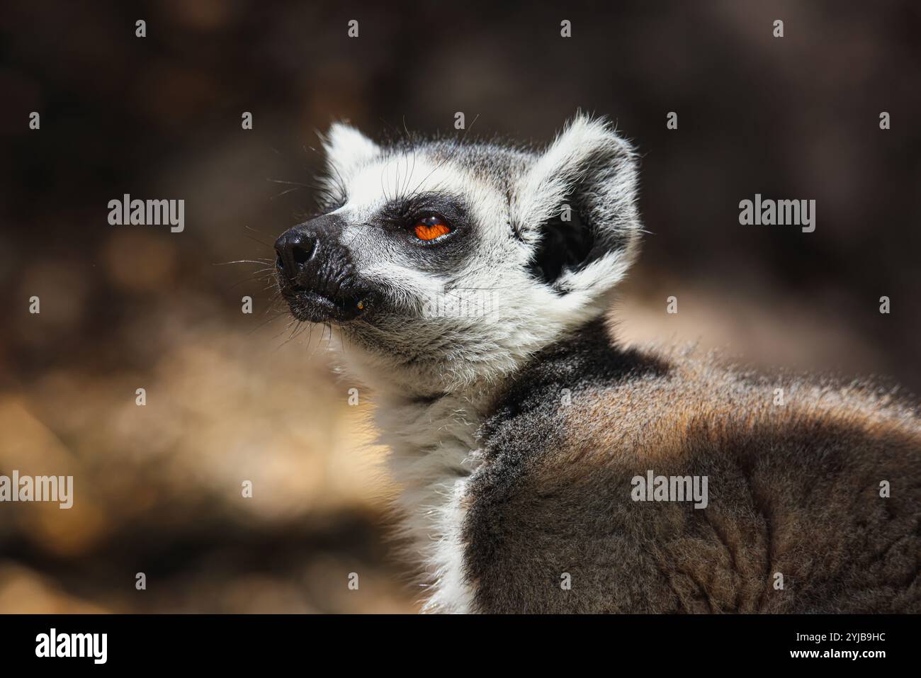 A detailed view of a Lemur in Mauritius zoo, with a blurred background ...