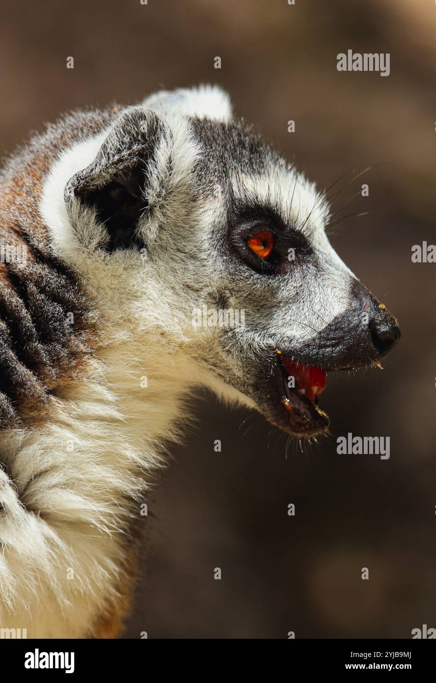 A close-up photograph of a Lemur with its mouth open, taken at the ...