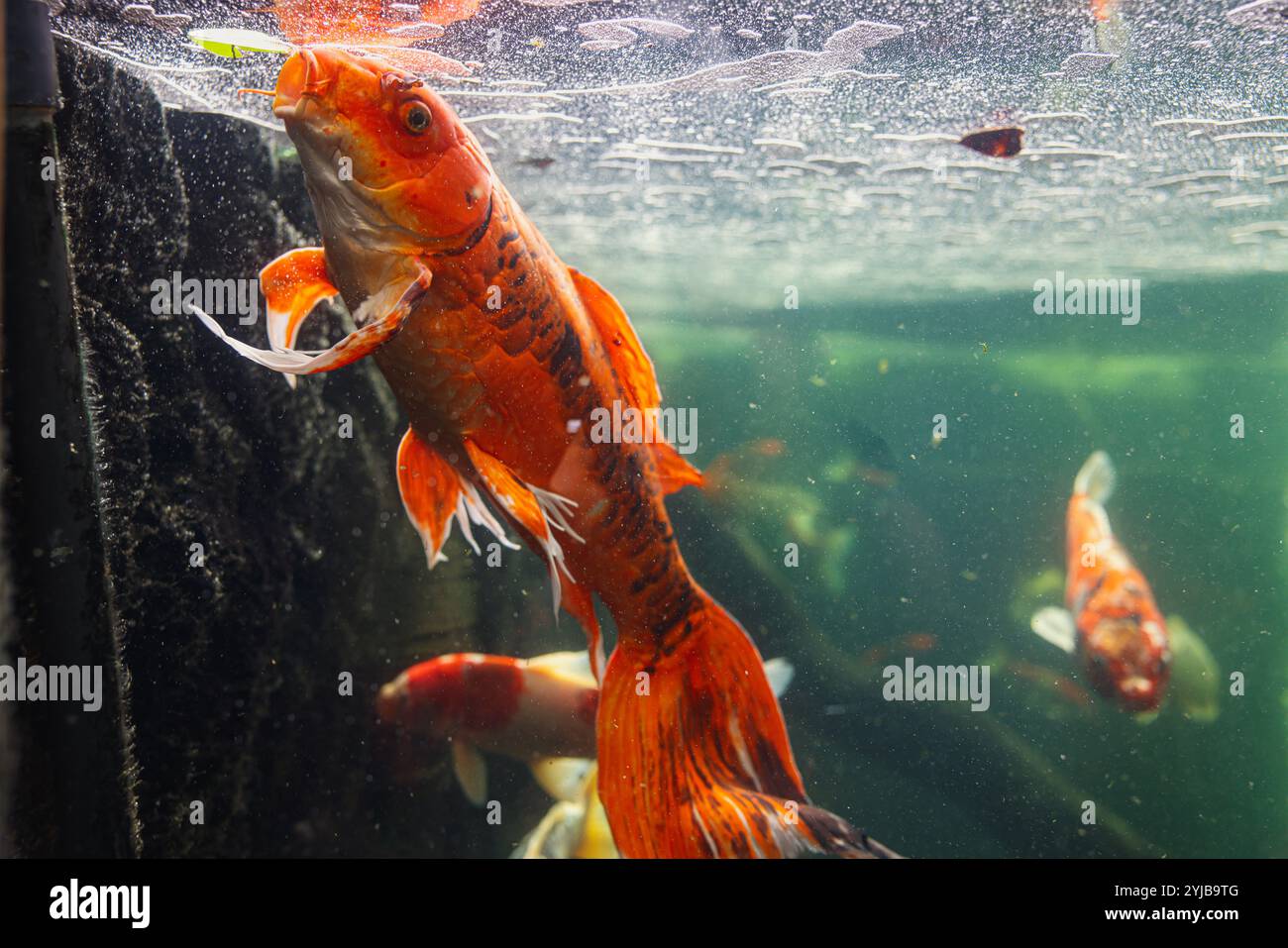 A group of fish swim together in an aquarium in Mauritius Stock Photo ...