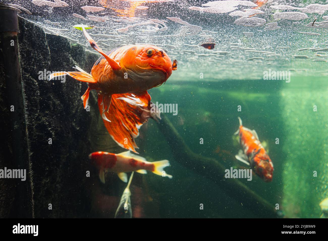 A collection of golden colored fish swimming together in a contained ...