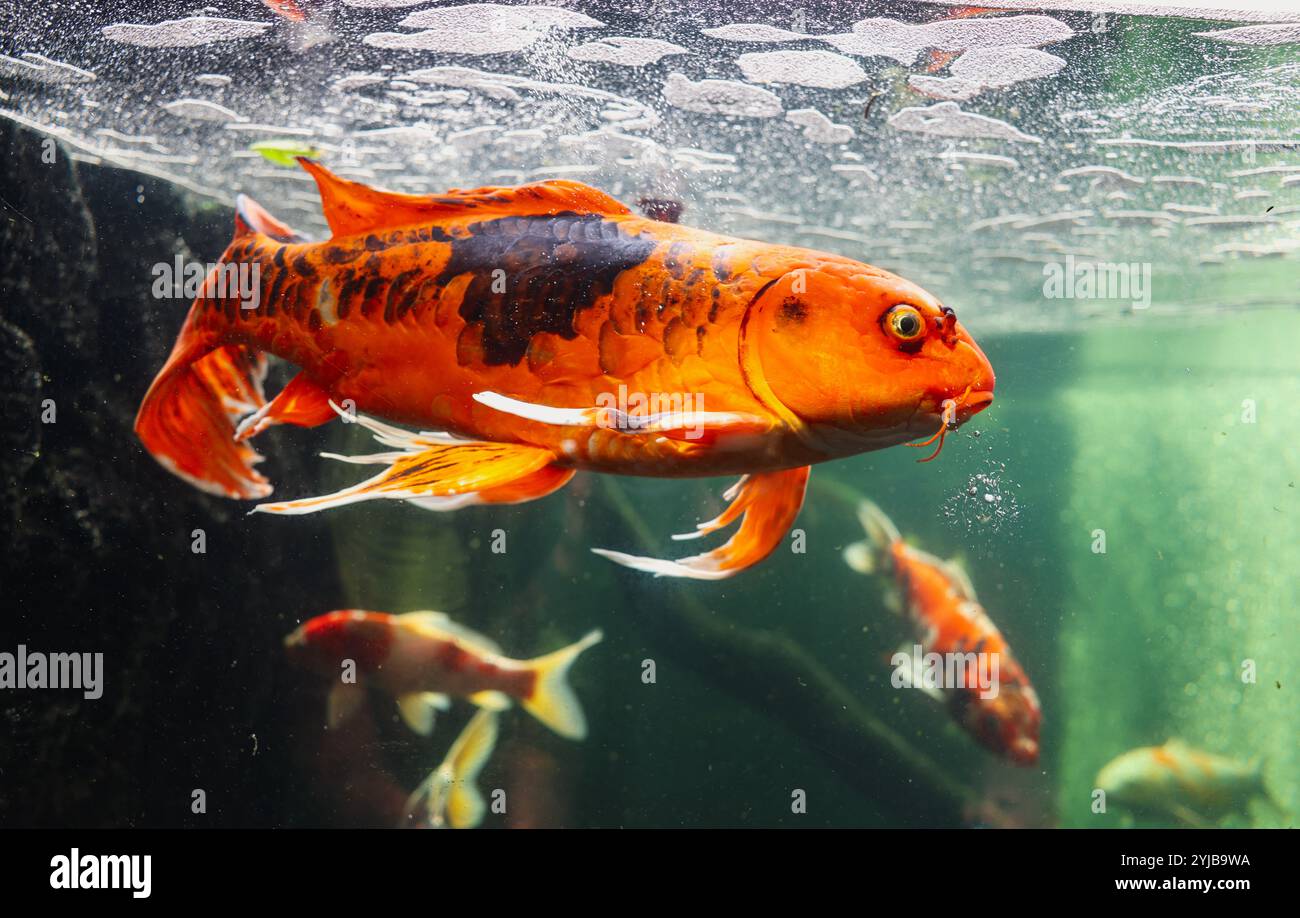 A group of fish swim together in an aquarium in Mauritius Stock Photo ...