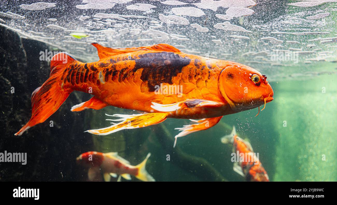 A group of fish swim together in an aquarium in Mauritius Stock Photo ...