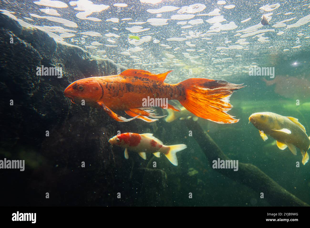 Diverse group vibrant tropical fish hi-res stock photography and images ...
