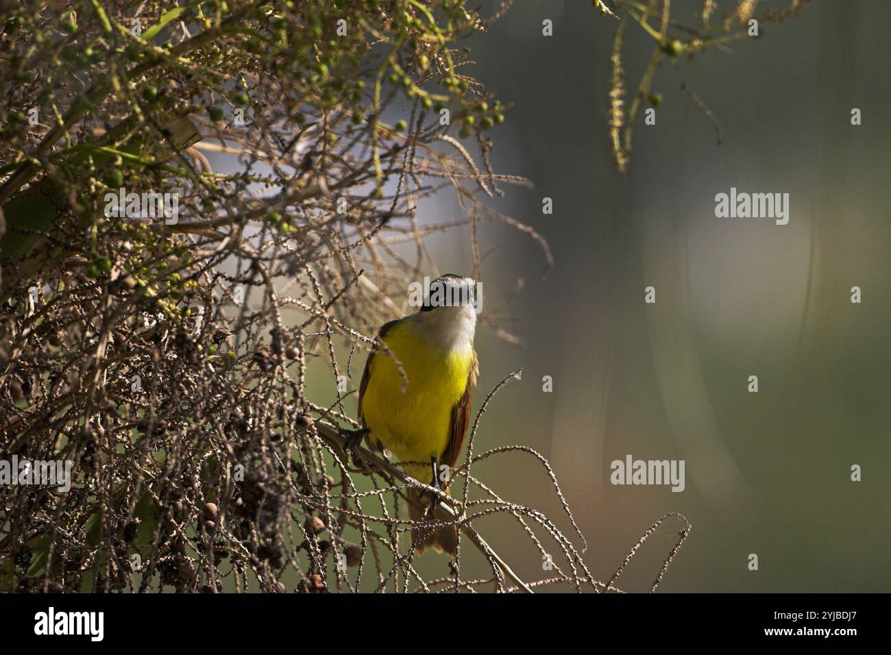 Great kiskadee Pitangus sulphuratus perched in a palm tree Bentsen Rio ...