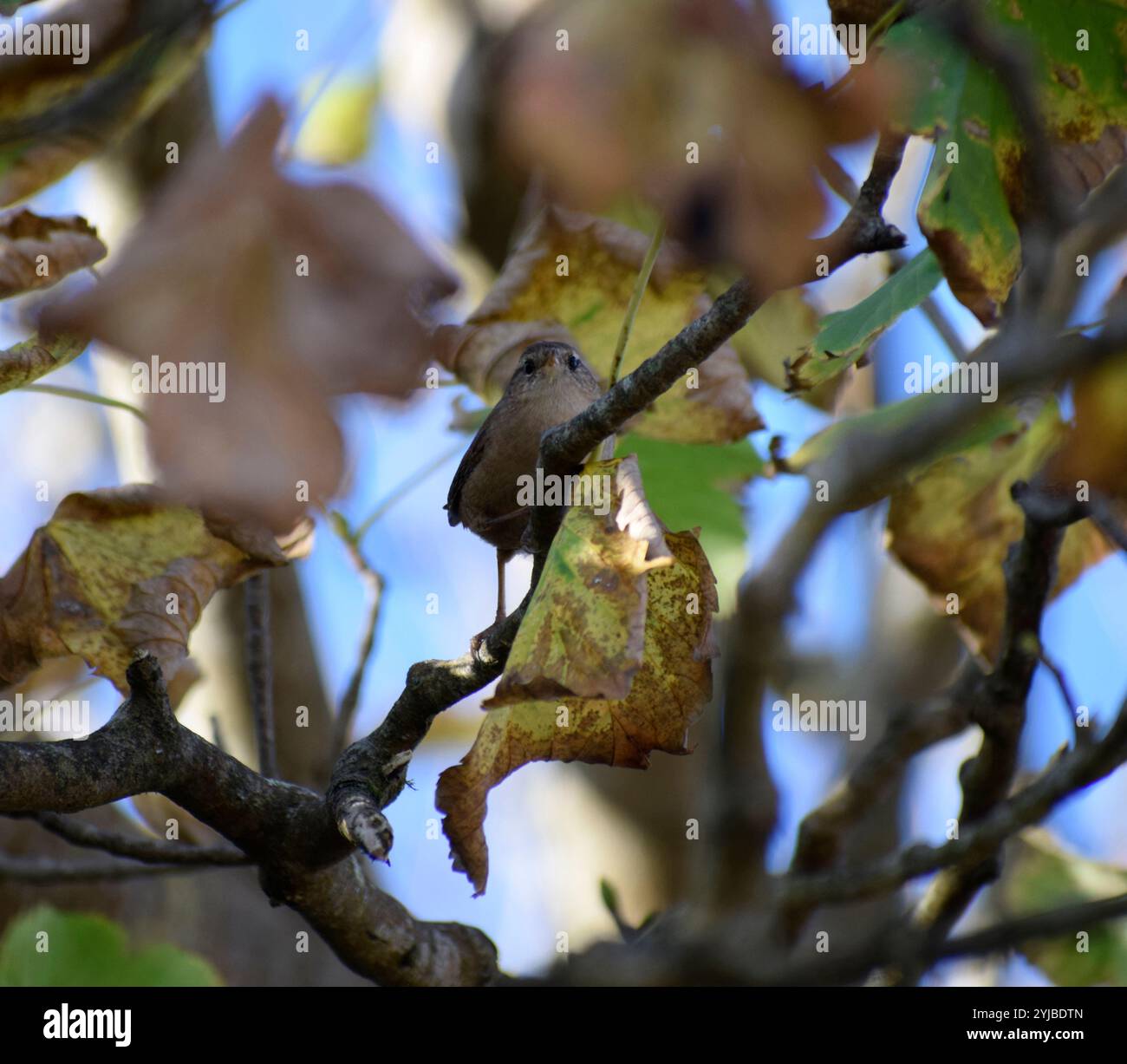 Wren in a tree during autumn - Cornwall, UK Stock Photo - Alamy
