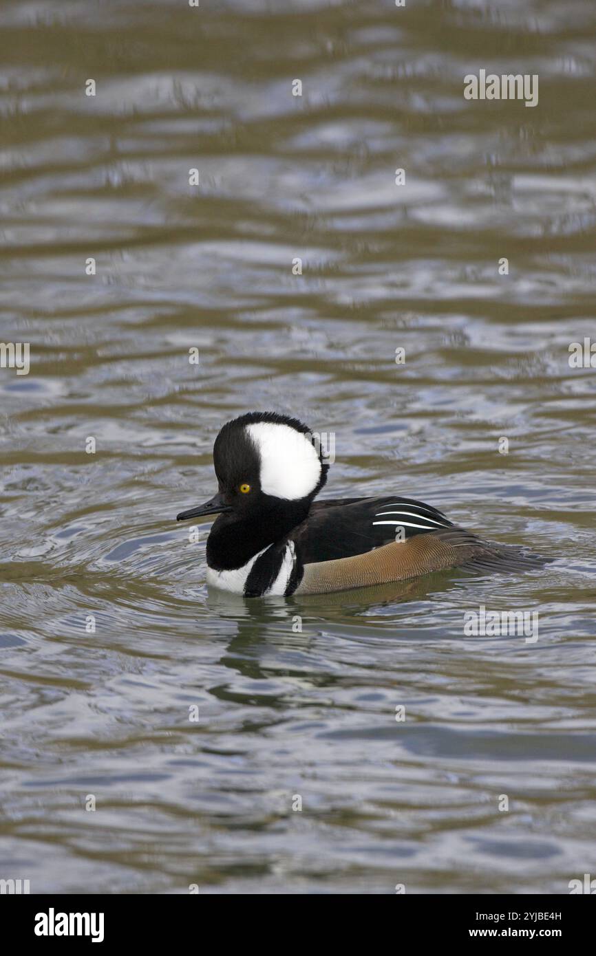 Hooded merganser Lophodytes cucullatus male Radipole Lake RSPB nature ...