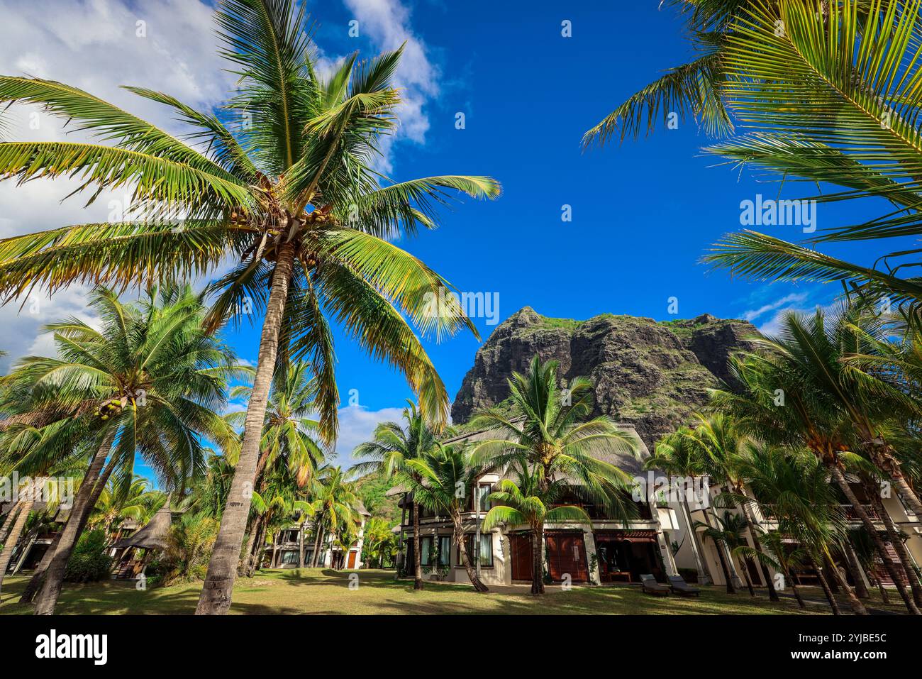 A photo of palm trees and a majestic mountain in the background at a ...