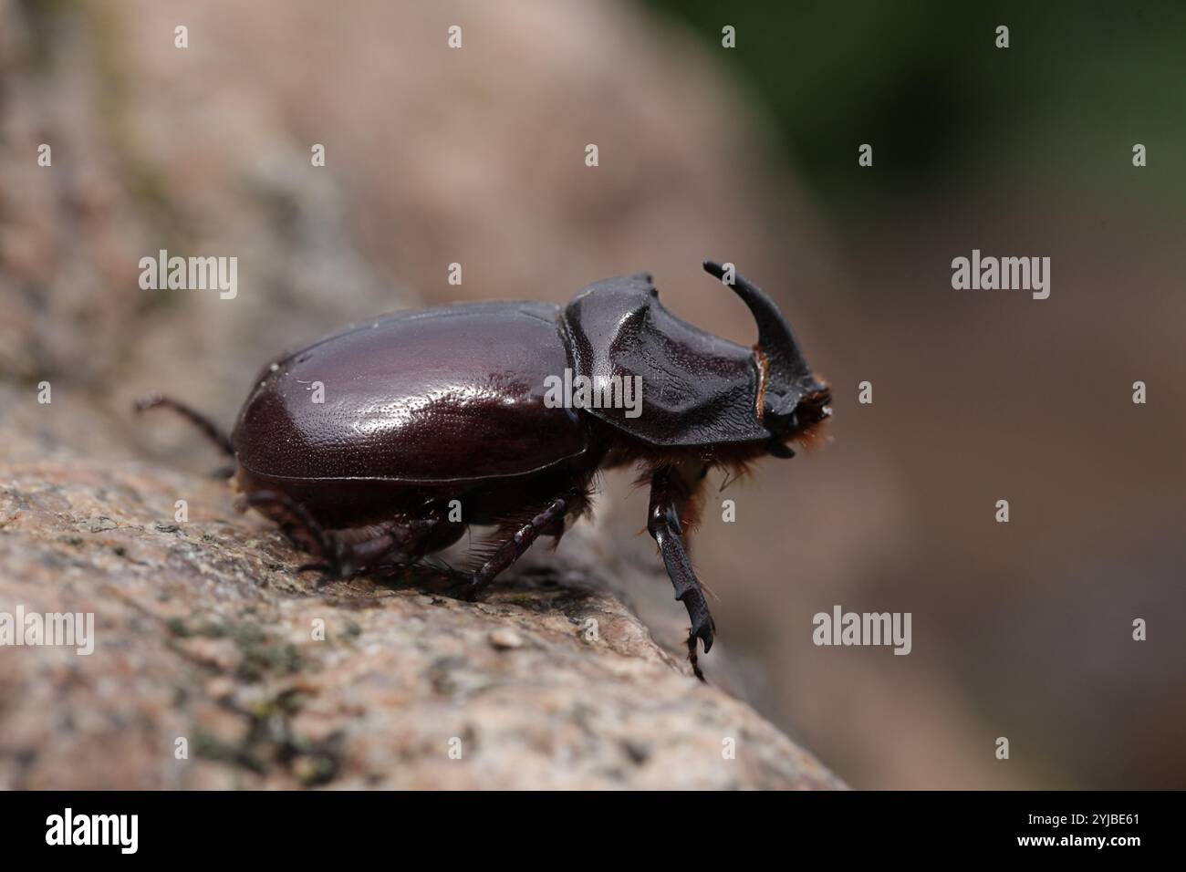 Rhinoceros Beetle. popular pets in parts of Asia Stock Photo - Alamy