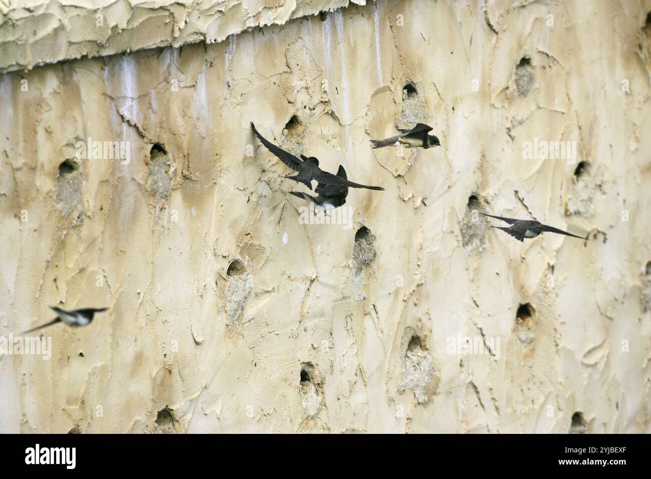 Sand martin Riparia riparia at artificial nesting bank Stock Photo - Alamy