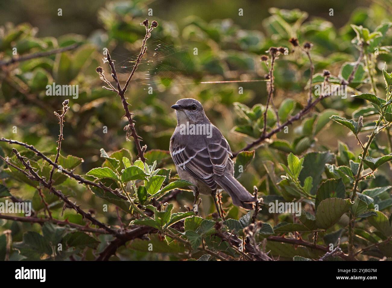 Northern mockingbird Mimus polyglottos perched in brambles Heritage ...