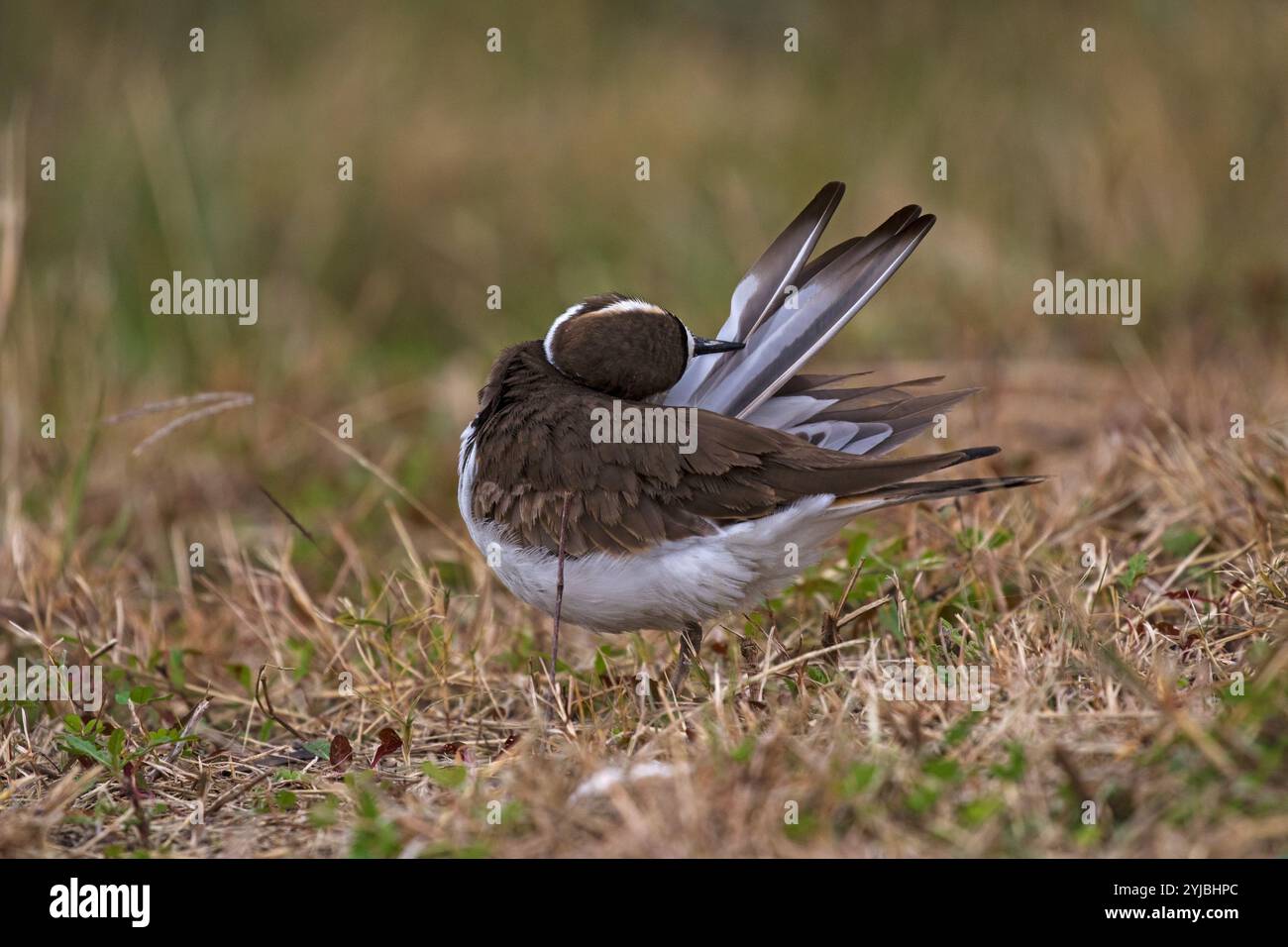 Killdeer Charadrius vociferus preening on roadside grassland, Anahuac ...