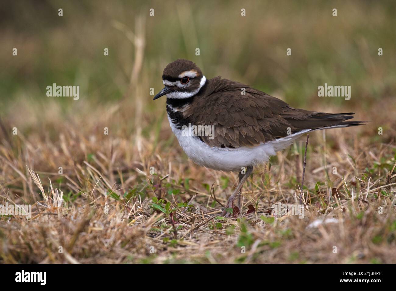 Killdeer Charadrius vociferus on roadside grassland, Anahuac National ...
