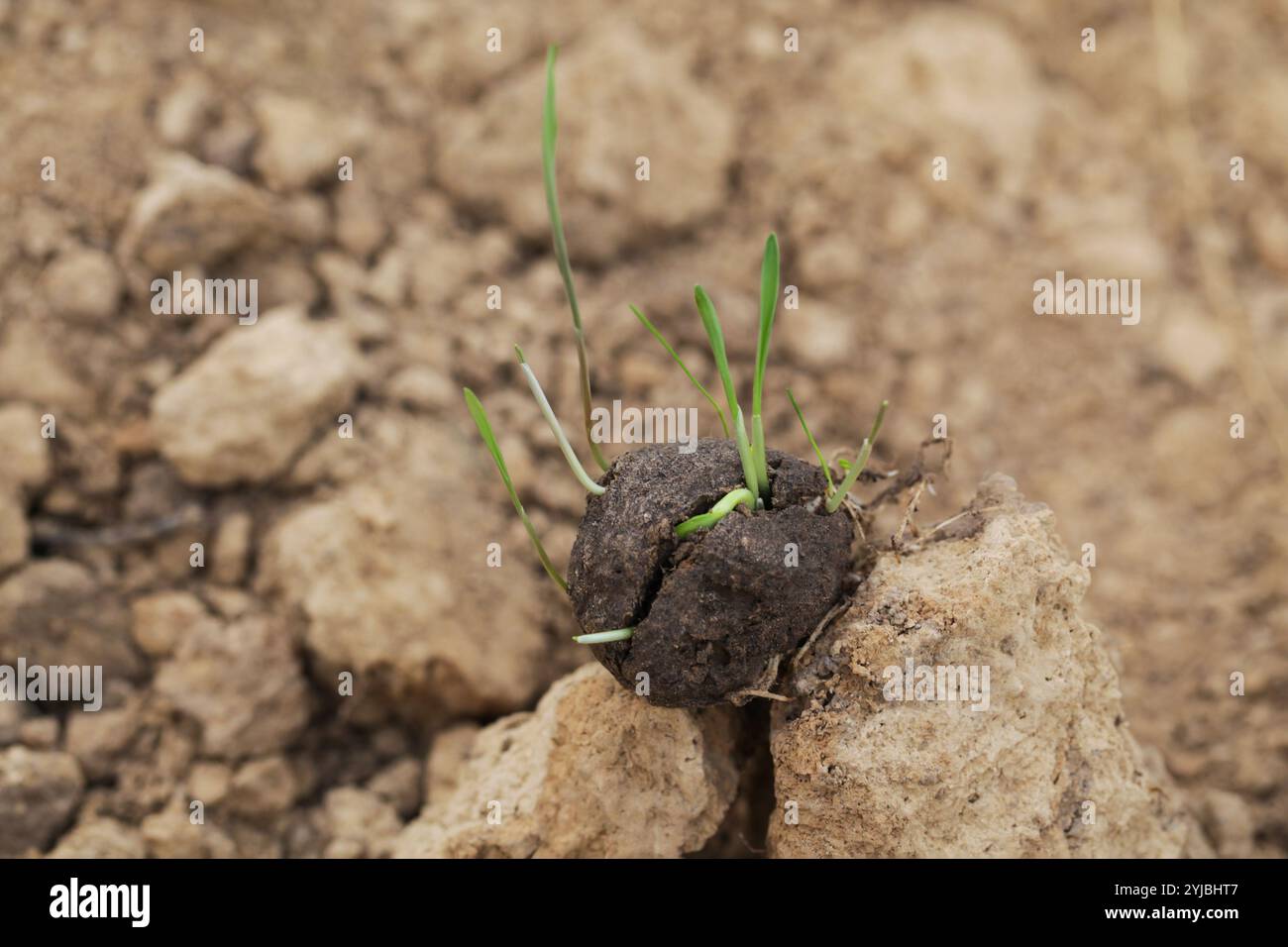 Guerilla Gardening Reforestation, DIY. Seed ball plantation. Seed bombs ...