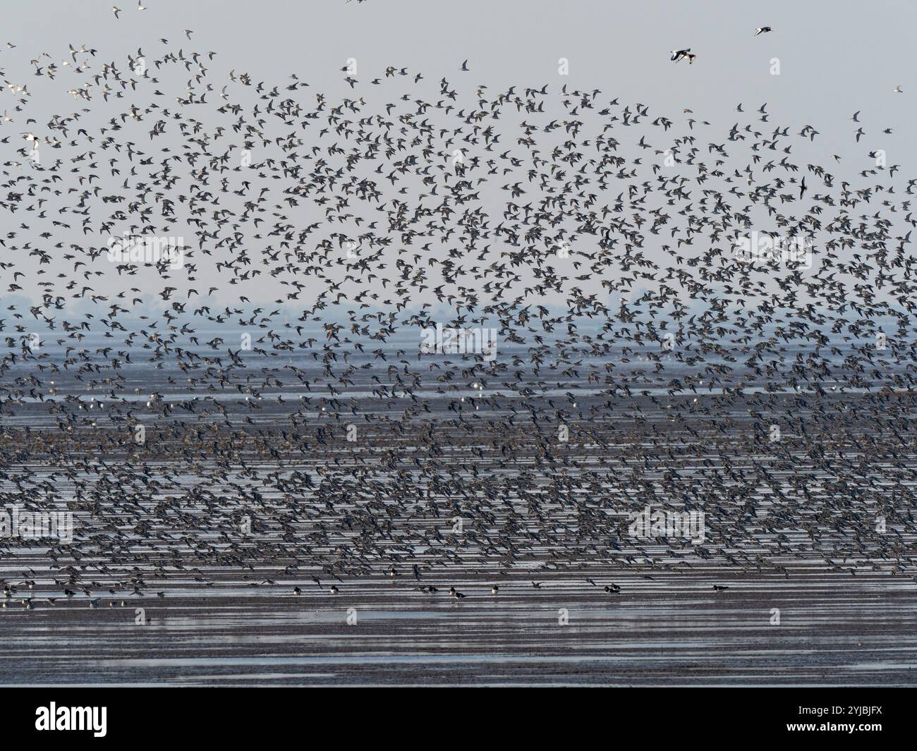 Red knot Calidris canutus flock in flight, Snettisham RSPB Reserve, The ...