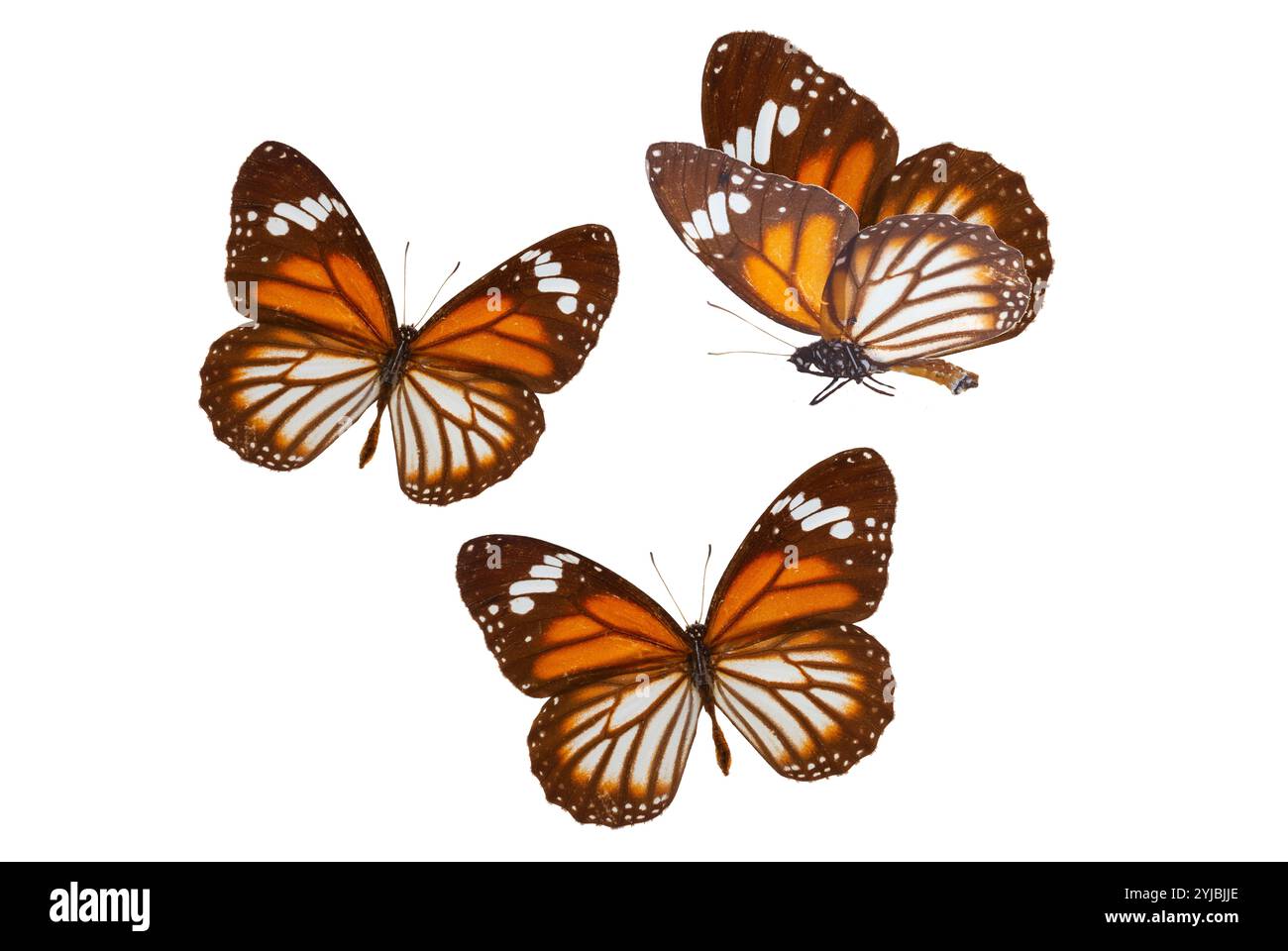 Colorful butterflies set hi-res stock photography and images - Alamy