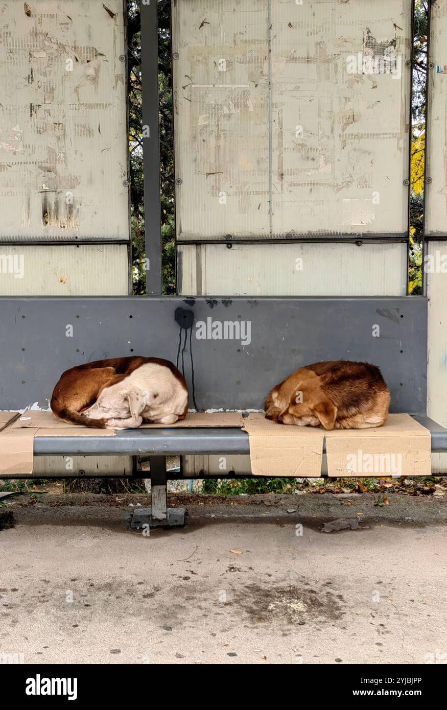 Overlooked creatures hi-res stock photography and images - Alamy