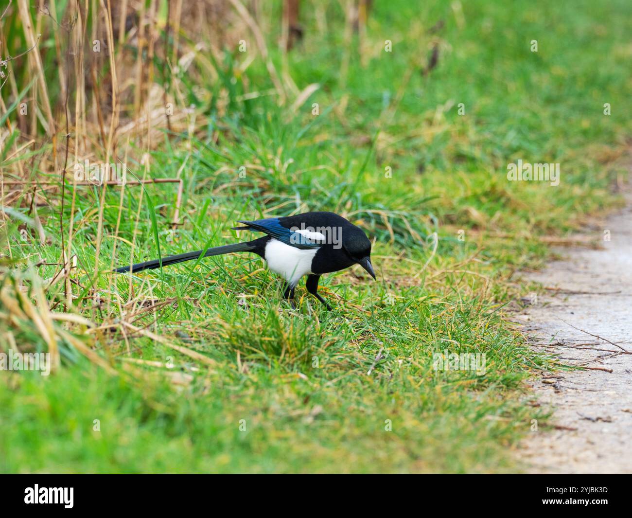 Common magpie Pica pica on the nature trail, Radipole Lake RSPB Reserve ...