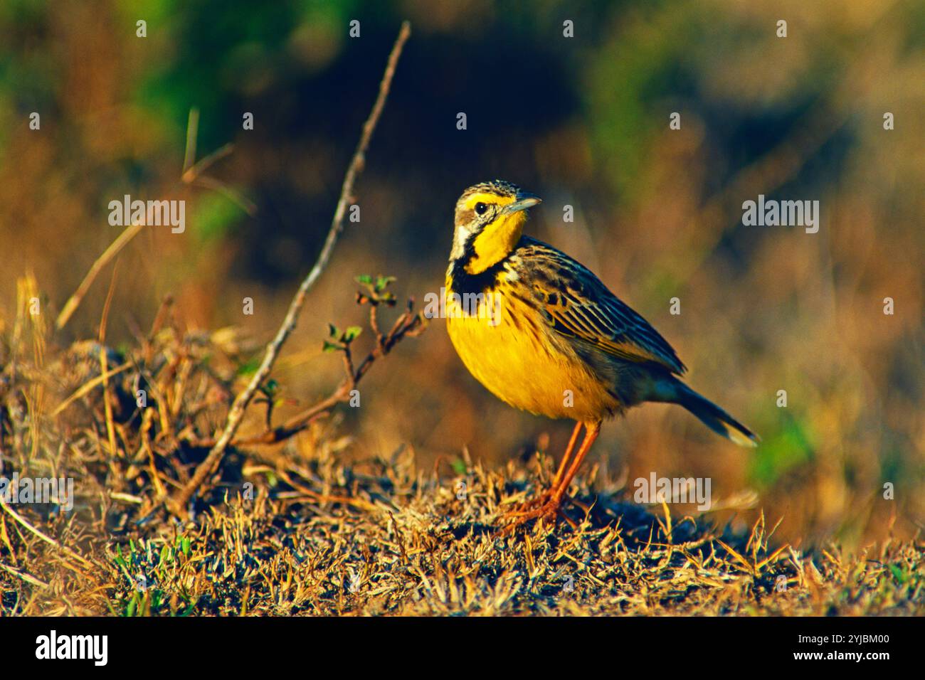 Yellow-throated longclaw Macronyx croceus on dry grassland, Masai Mara ...