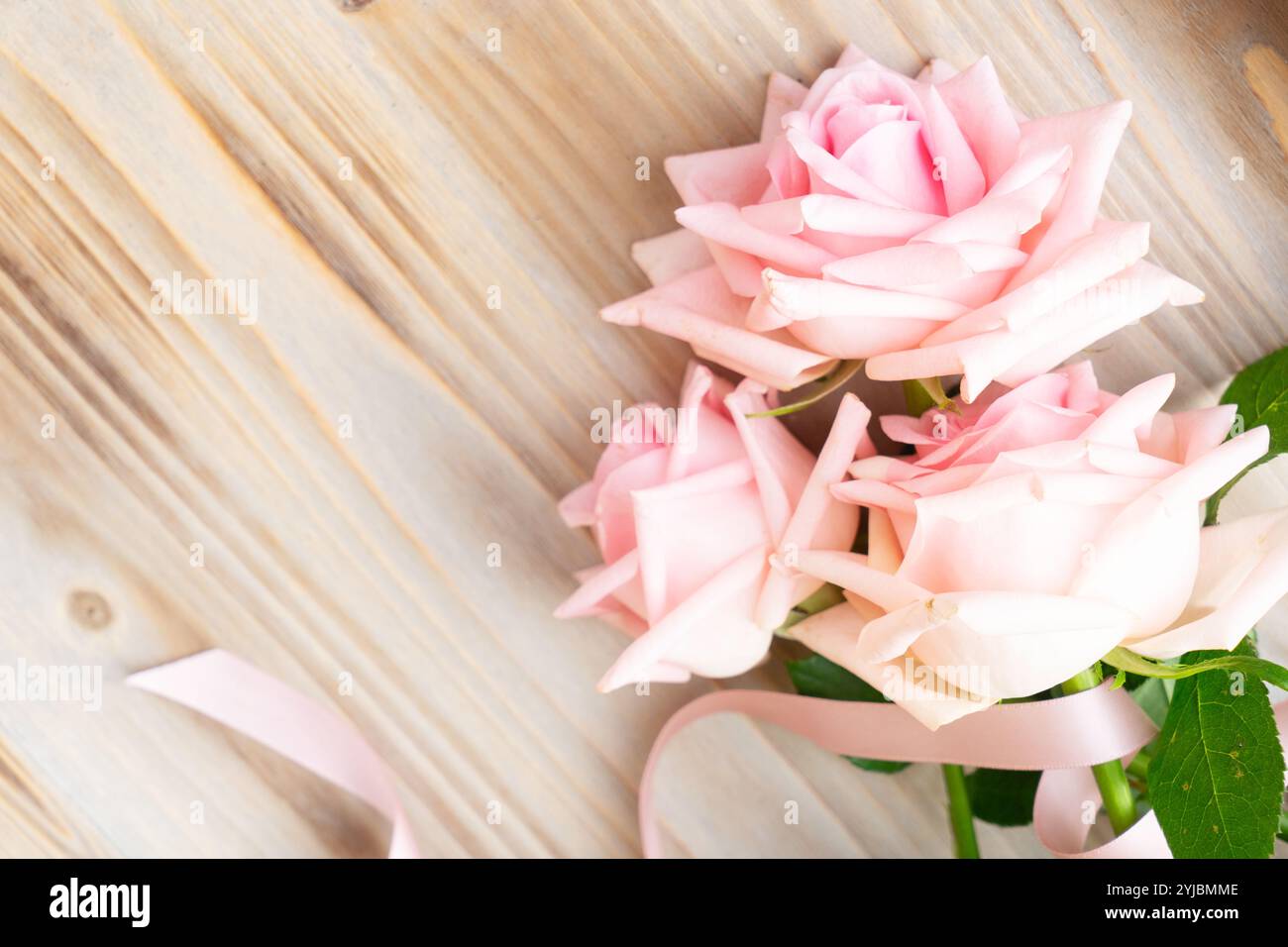 Blooming pink rose flowers Stock Photo - Alamy