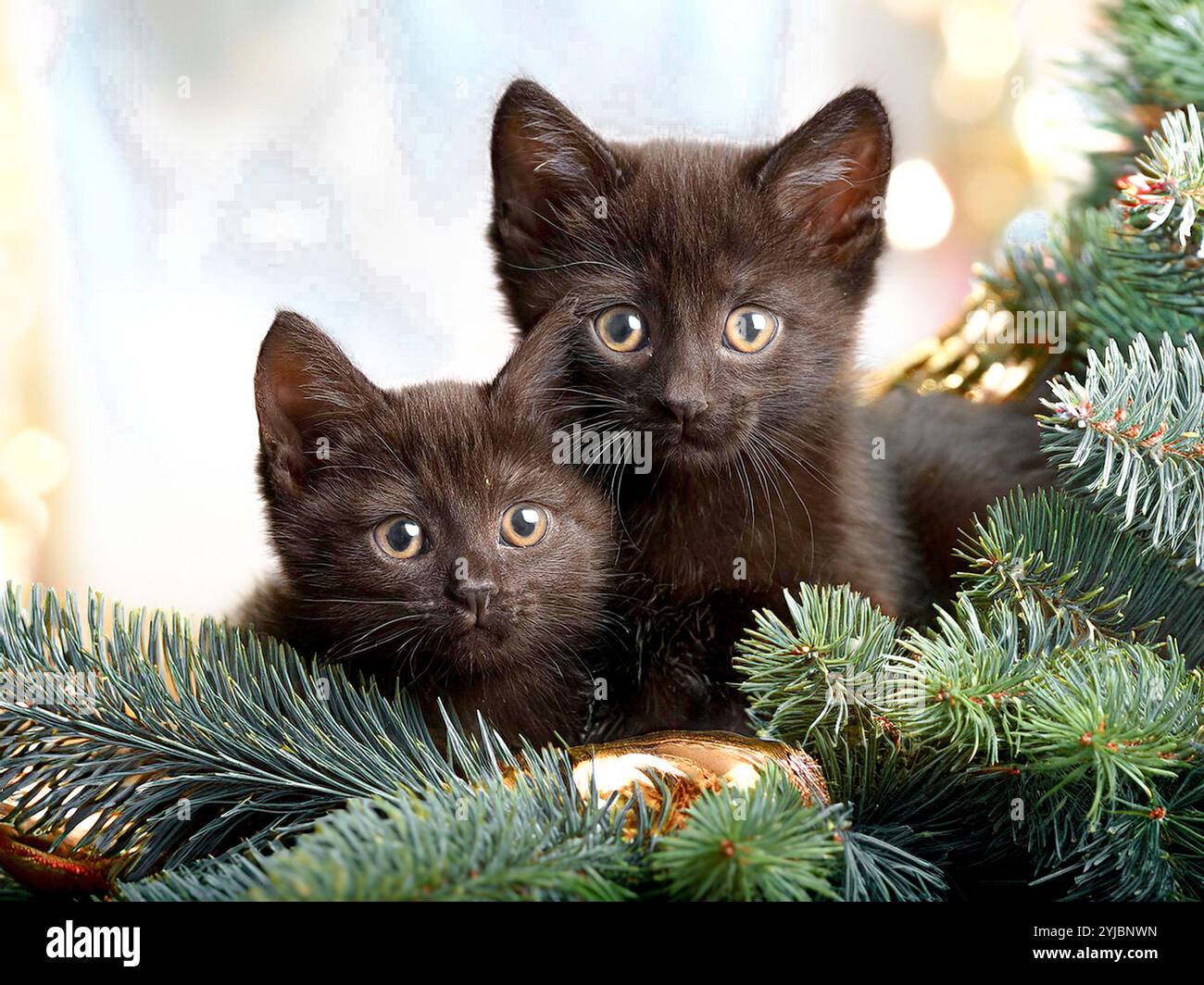 Kittens first christmas hi-res stock photography and images - Alamy