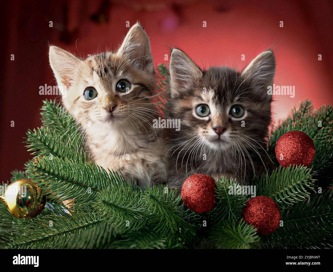 Christmas foliage hi-res stock photography and images - Alamy
