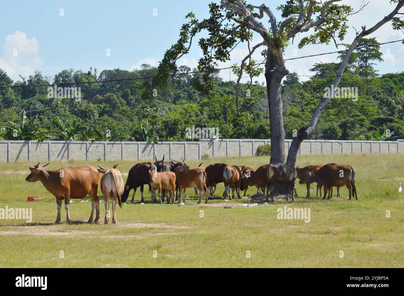 a cow in cattle breeding Stock Photo - Alamy