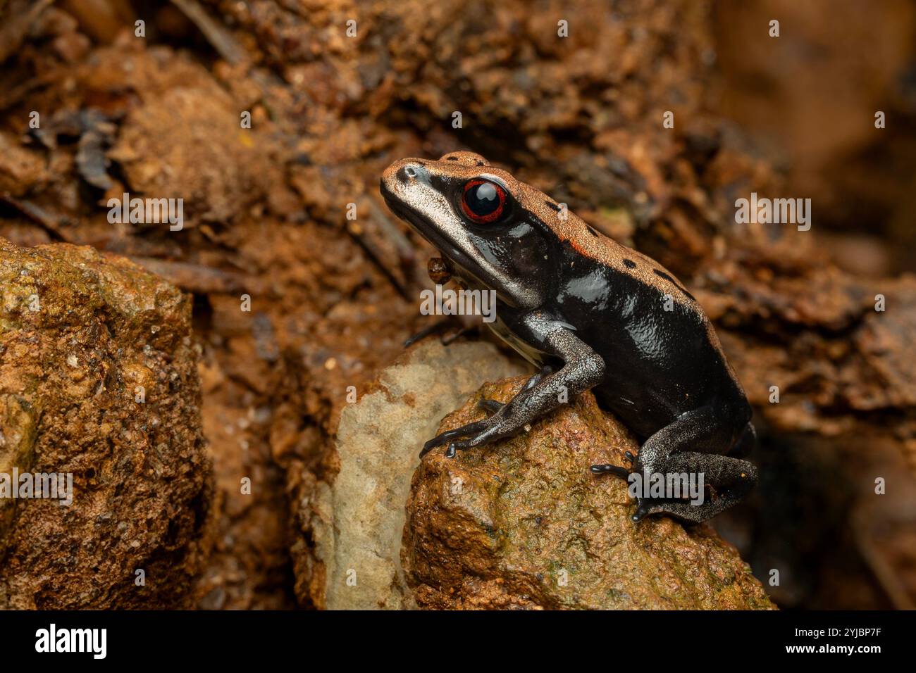 Western ghats india amphibian hi-res stock photography and images - Alamy