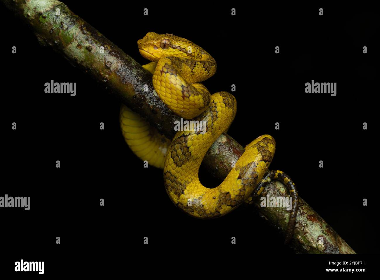 Reptile species western ghats hi-res stock photography and images - Alamy