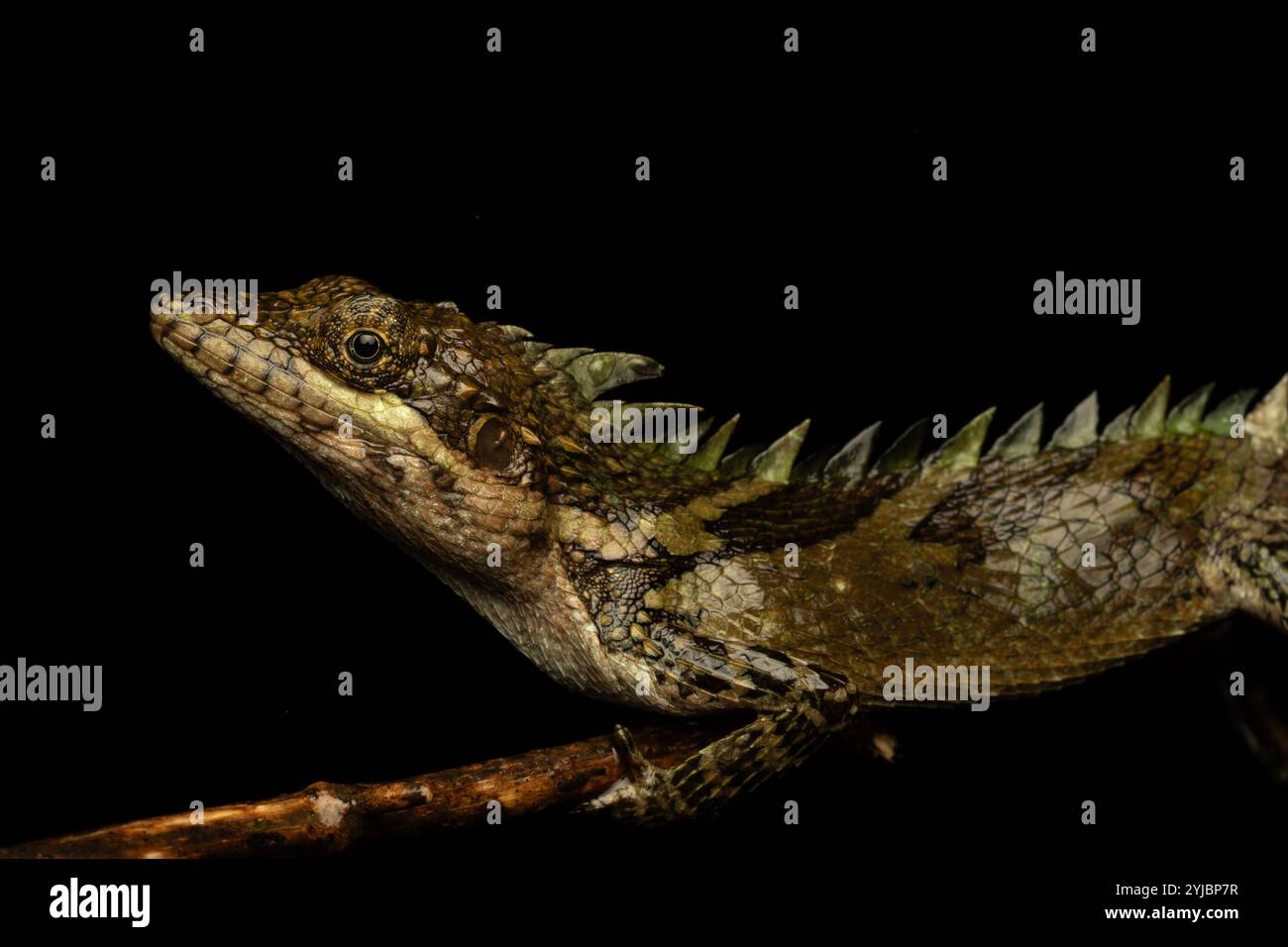 Biodiversity in kerala hi-res stock photography and images - Alamy