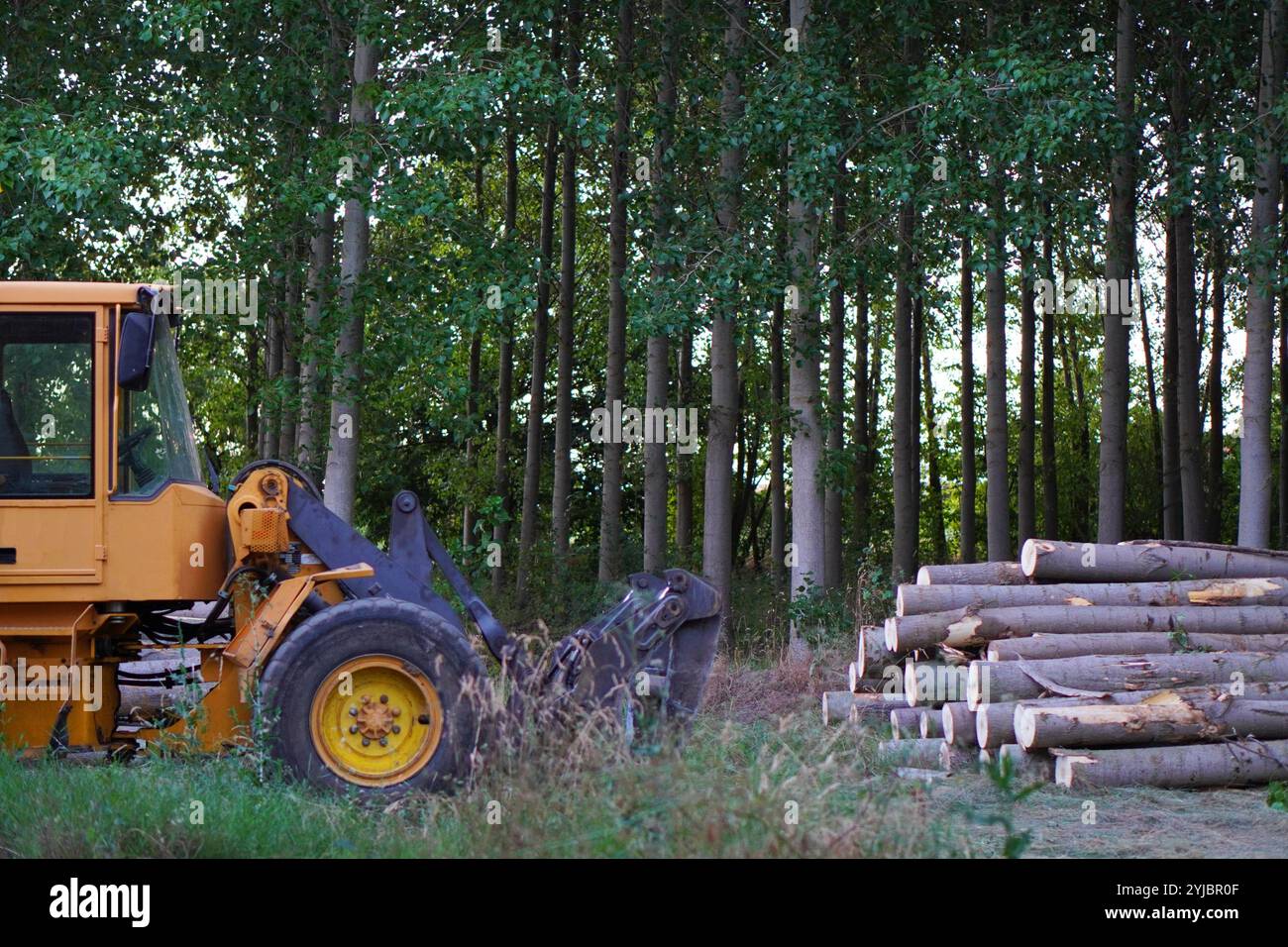 industry. forest logging. machinery removing logs from felled trees ...