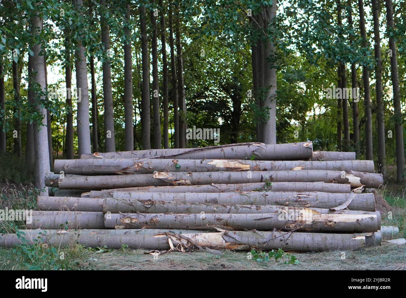 Poplar biomass production hi-res stock photography and images - Alamy