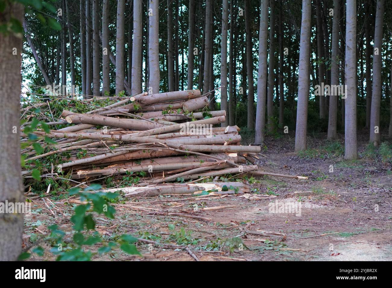 timber industry. branches and logs piled up during a poplar logging ...