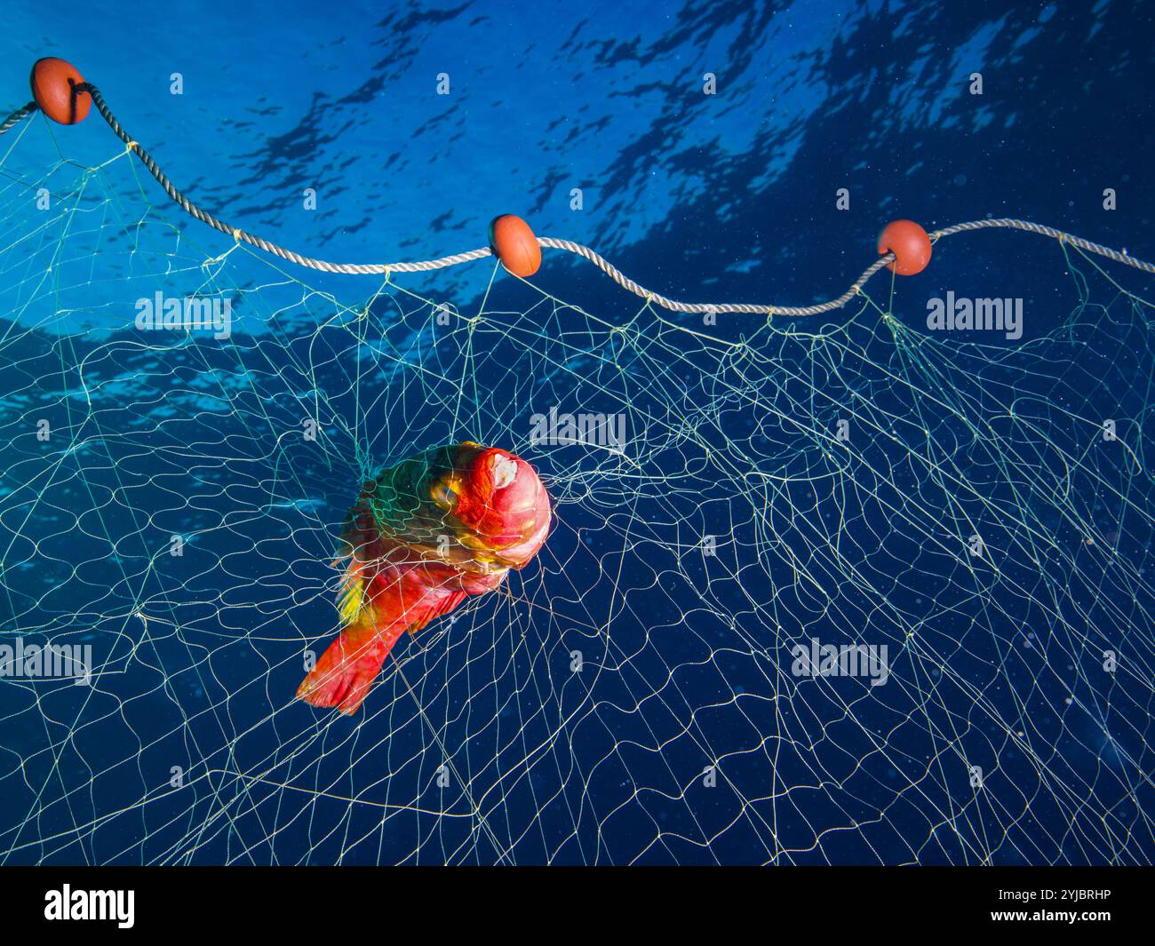 Porgy hi-res stock photography and images - Alamy