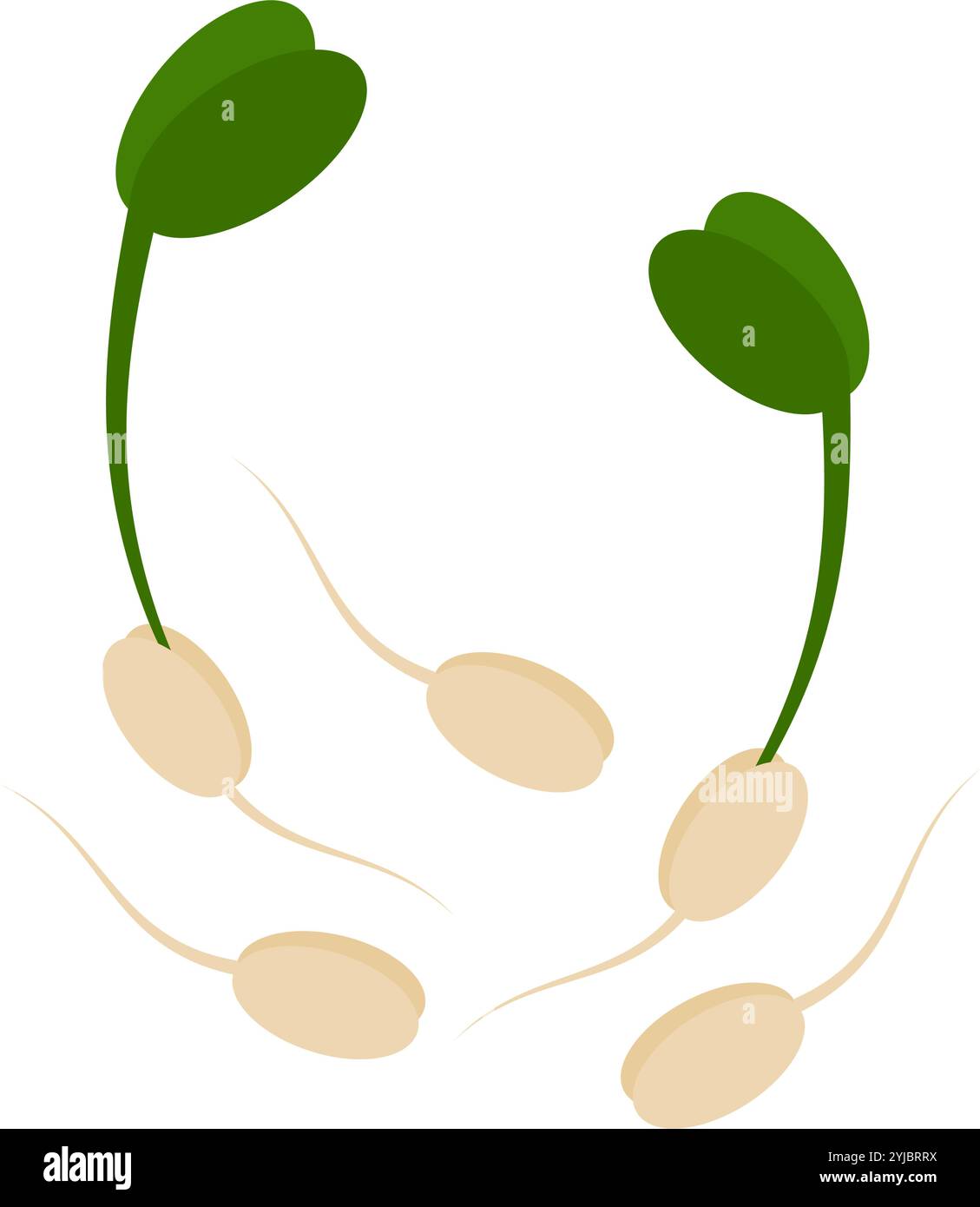 Sprouted wheat grains micro hi-res stock photography and images - Alamy