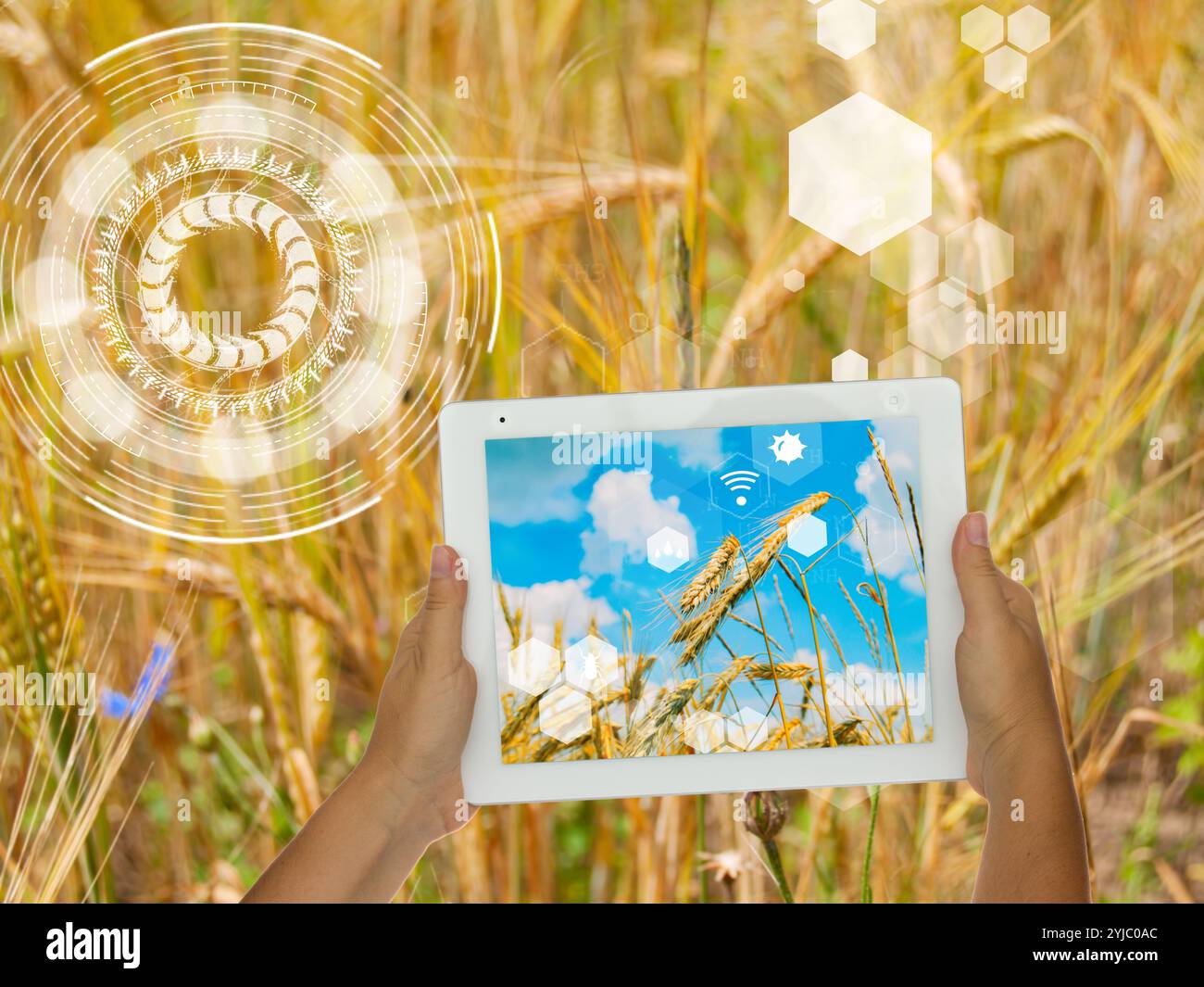 Exploring the Beauty of Nature Displayed in a Wheat Field with a ...