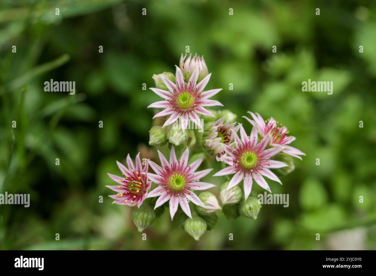 Houseleek flower hi-res stock photography and images - Alamy