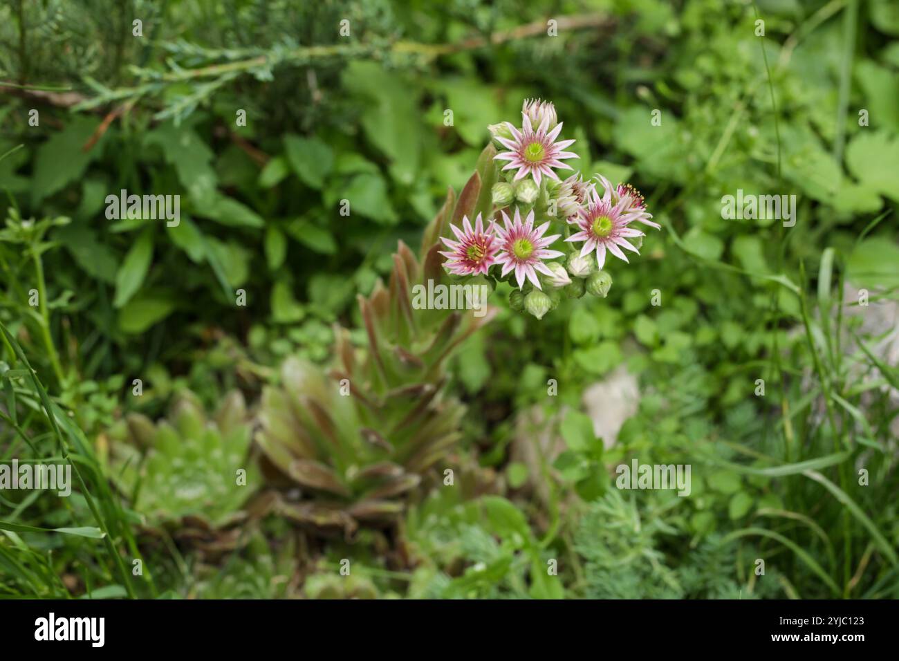 Houseleek flower hi-res stock photography and images - Alamy