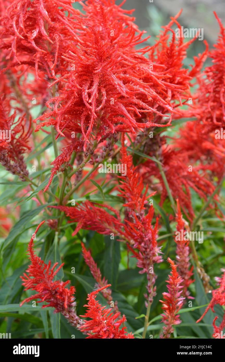 celosia or crested chicken flower Stock Photo - Alamy