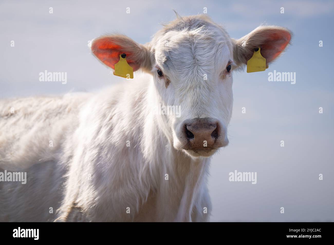 Yearling heifer Charolais cattle with sky background. Portrait of ...