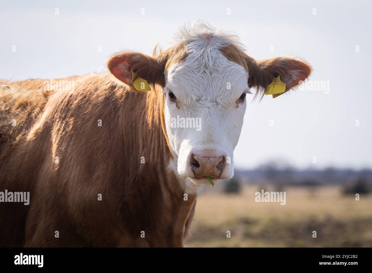 Yearling heifer Hereford cattle with spring background. Portrait of ...