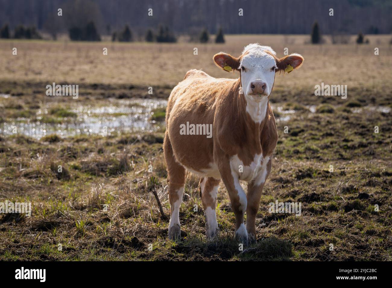 Yearling heifer Hereford cattle with spring background. Portrait of ...