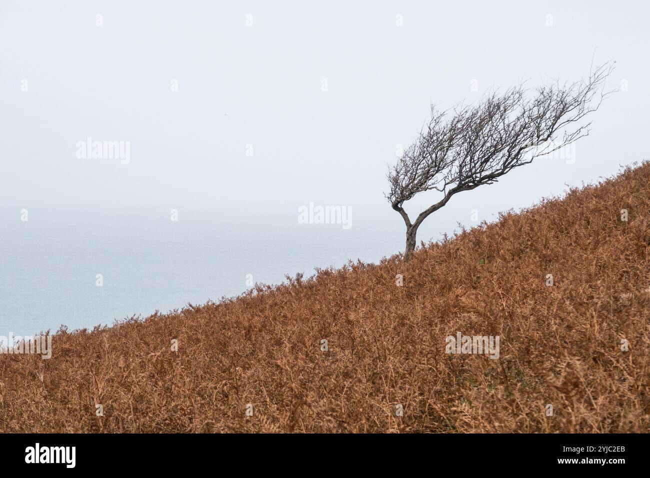 Wind blown tree hi-res stock photography and images - Alamy