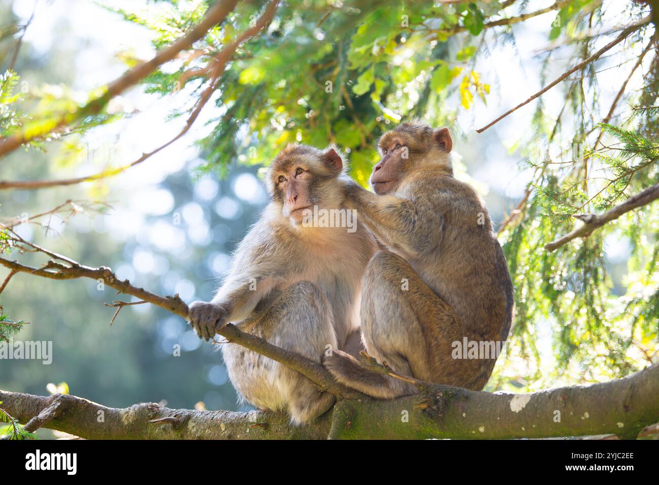 Barbary macaque ape, rhesus monkey, wildlife of North Africa, habitat jungle, couple rainforest ...