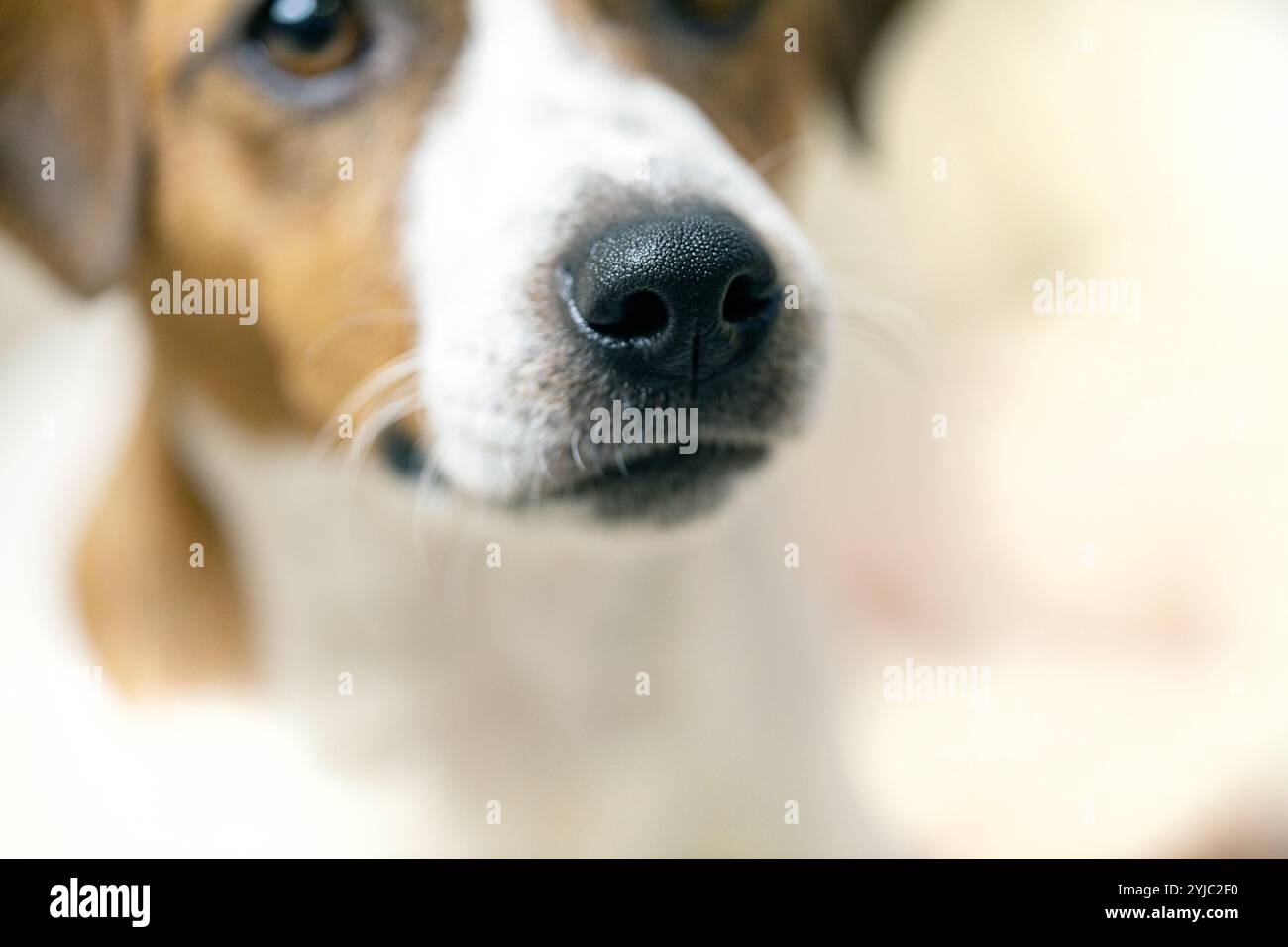 beautiful jack russell terrier puppy close-up Stock Photo - Alamy