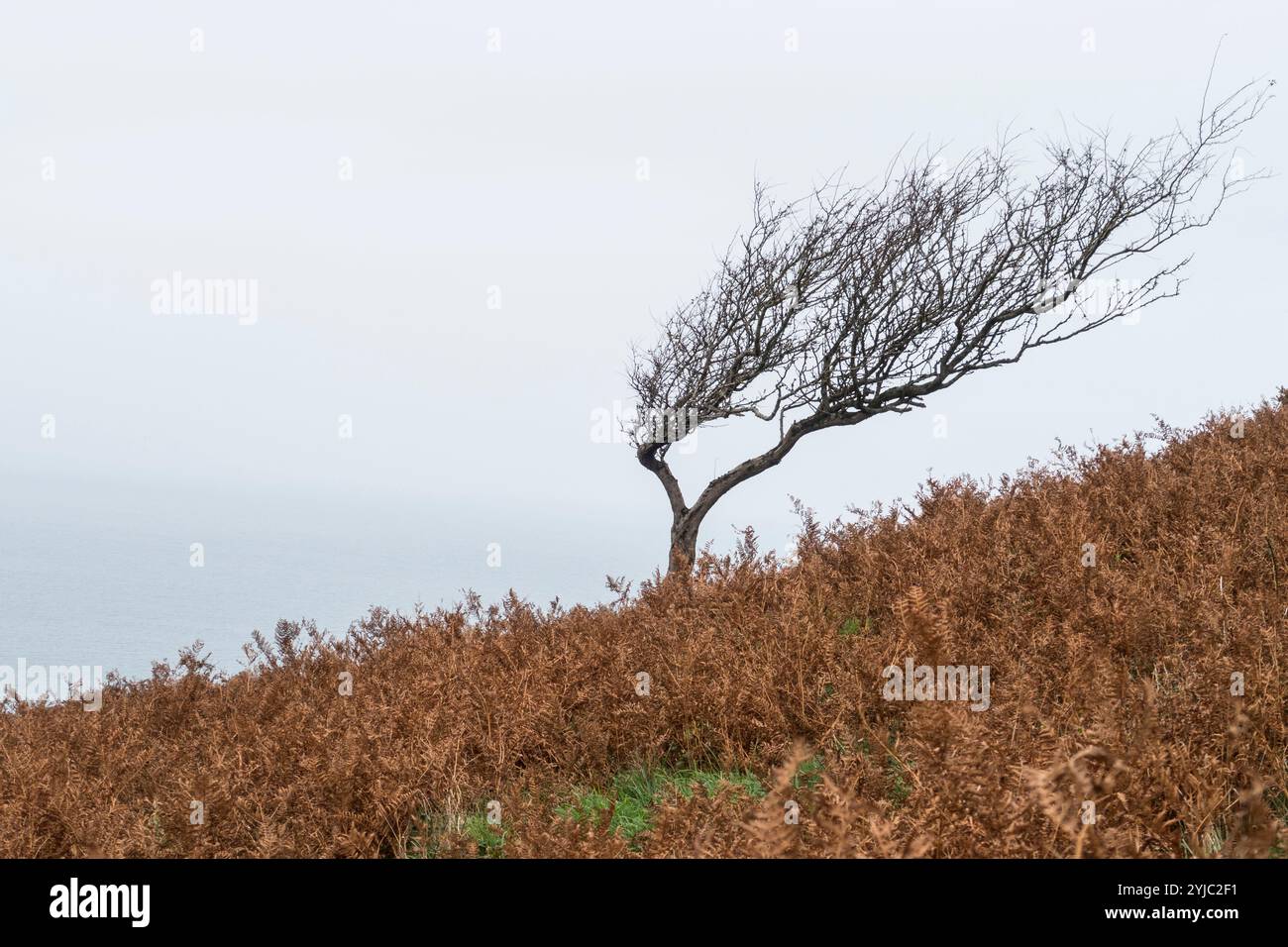 Wind blown tree hi-res stock photography and images - Alamy