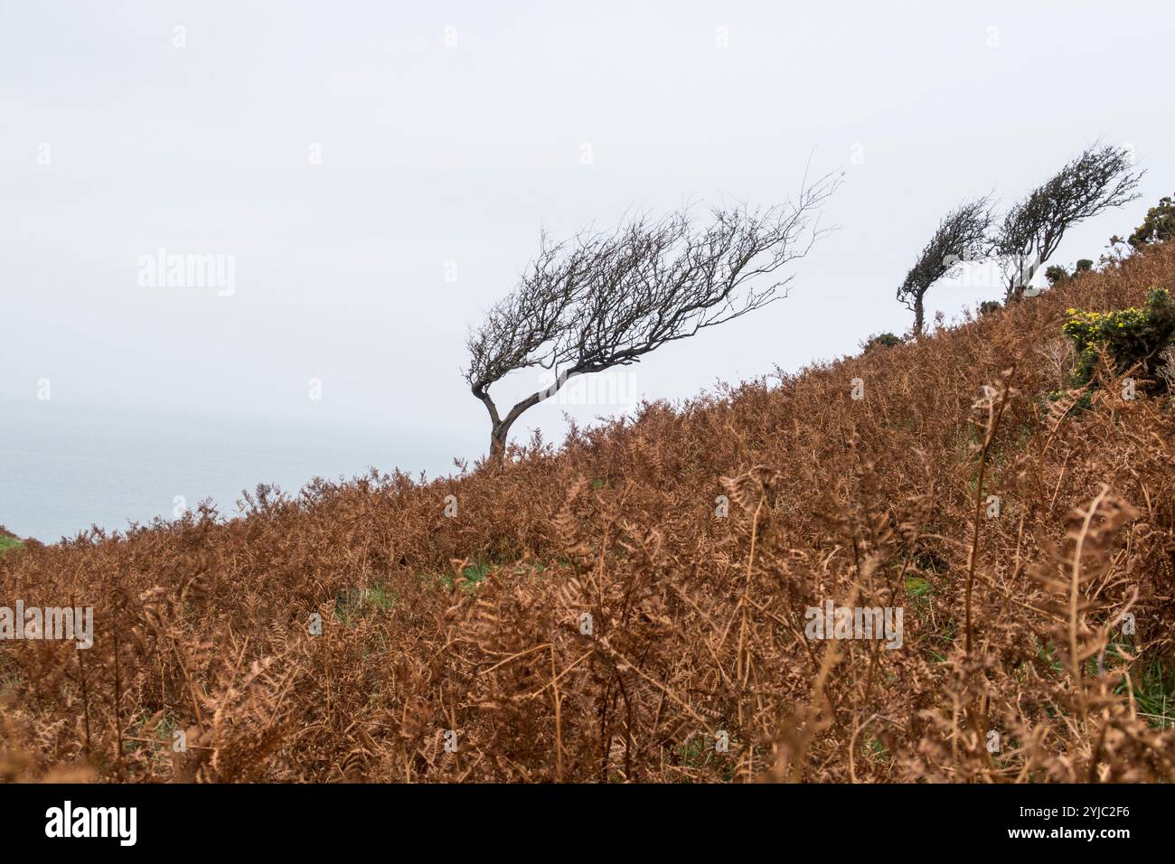Wind blown tree hi-res stock photography and images - Alamy