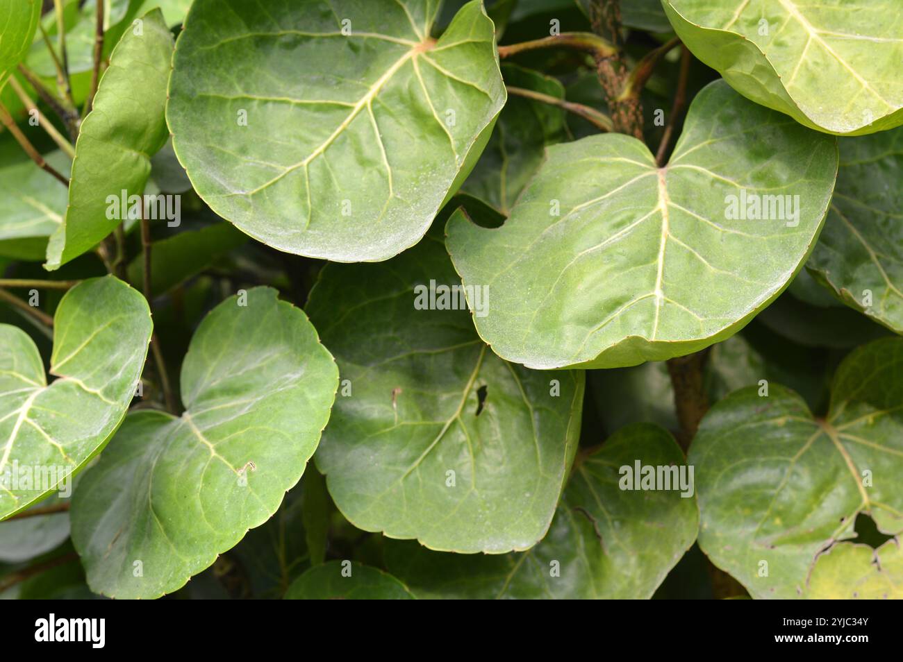 Detailed botanical cell structures hi-res stock photography and images ...